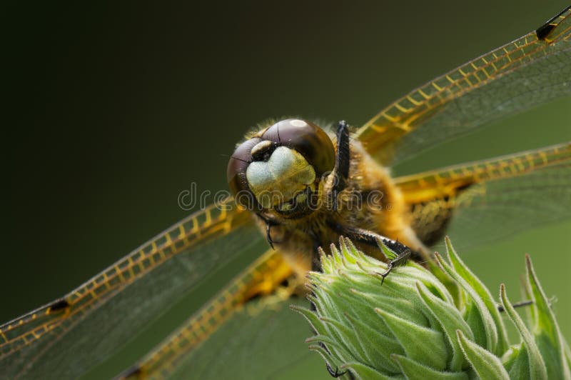 Four Spotted Chaser Dragonfly Closeup Stock Photo - Image of reflection ...