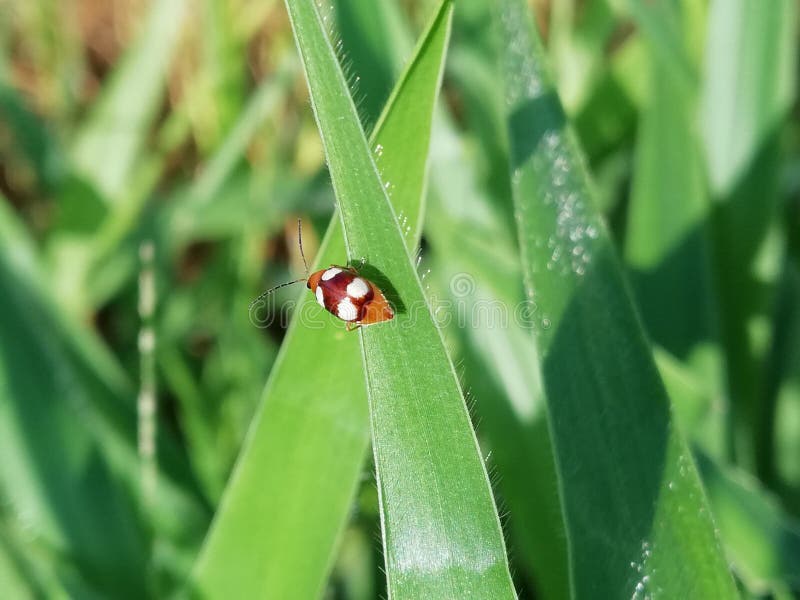 Four Spotted Ladybug on the Grass Leaf Stock Photo - Image of ...