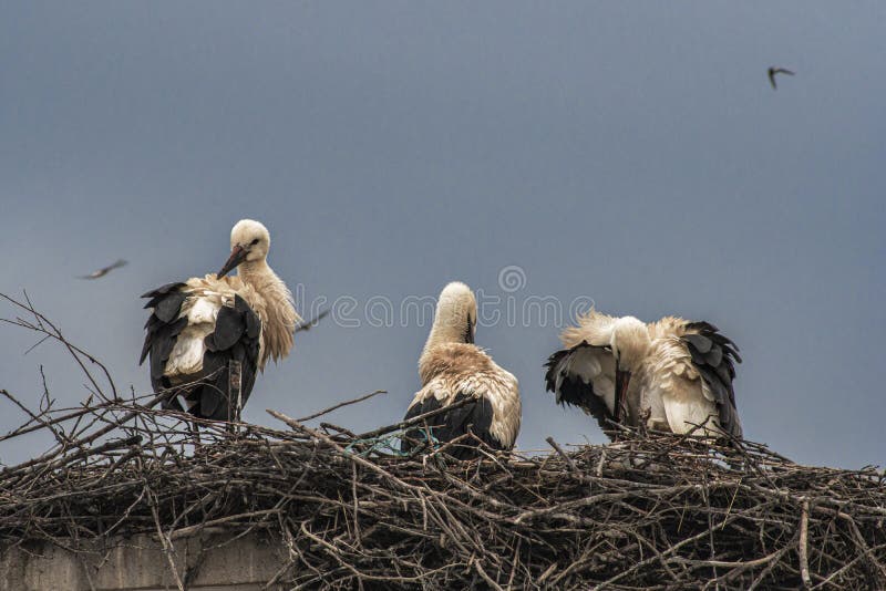 Three Storks on the Nest in the Rain - 3 Stock Photo - Image of three ...