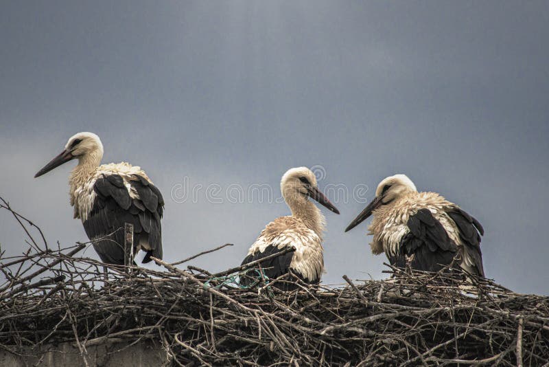 Three Storks on the Nest in the Rain - 4 Stock Photo - Image of storks ...