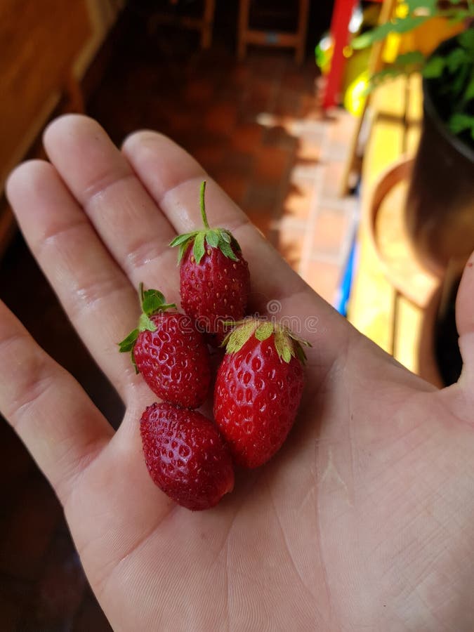 Four strawberries stock image. Image of self, planted - 121378221