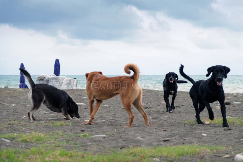 Stray Dogs Playing on the Beach Stock Photo - Image of beach, dogs ...