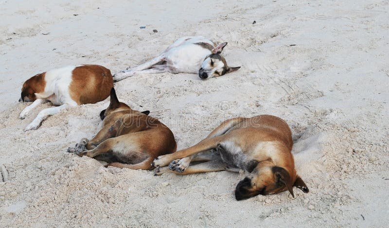 Four Stray Dogs Sleeping on the Beach Stock Photo - Image of ...