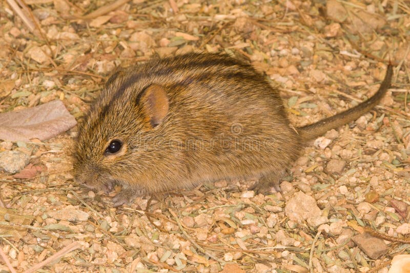 Four striped grass mouse stock photo. Image of mouse - 22761352