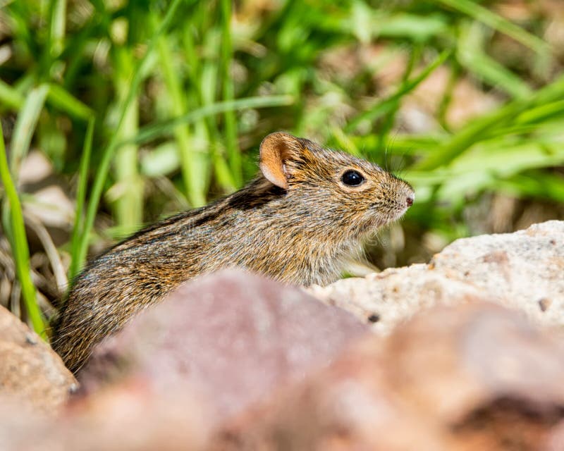 Four-striped Grass Mouse stock image. Image of stripes - 108737989