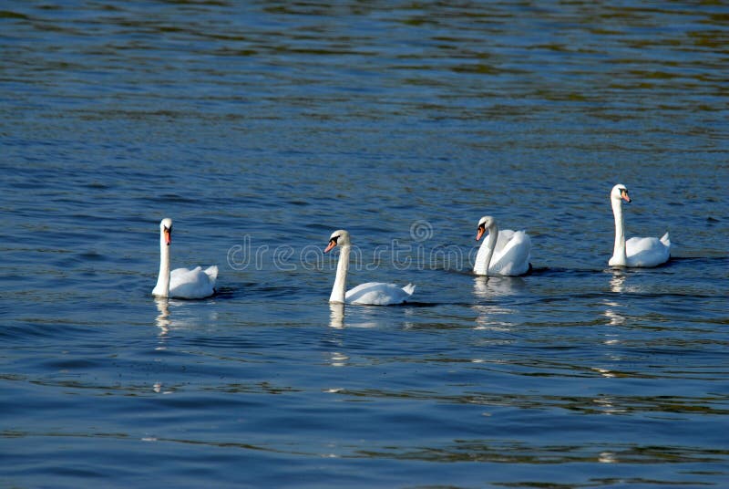 Four swans stock photo. Image of reflections, morning - 3798214