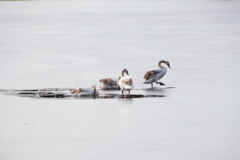 Four Swans on a Frozen Lake Stock Image - Image of elegance, space ...