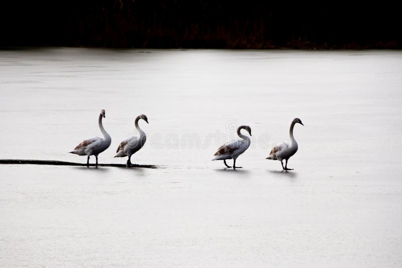 Four Swans on a Frozen Lake Stock Image - Image of tranquil, four ...