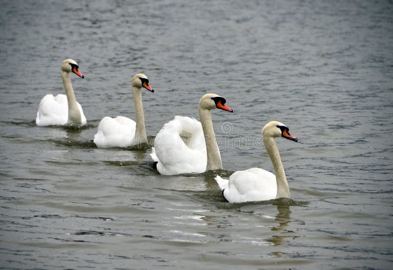 Four swans stock photo. Image of arts, swimming, looking - 56594742