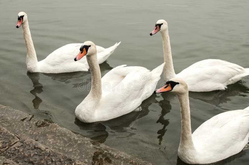 Four swans in river waters stock photo. Image of beauty - 106256990