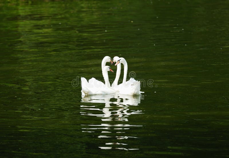 Four swans swimming stock photo. Image of birds, wildlife - 16220750