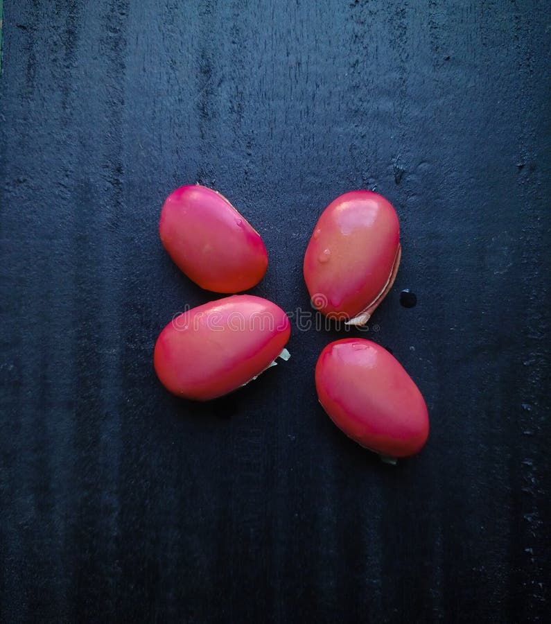 Four sword beans stock photo. Image of plant, hand, circle - 262331836