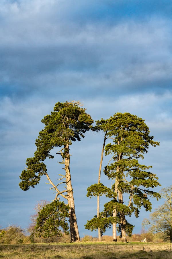 Four Tall Trees without Leaves in Winter Stock Photo - Image of small ...