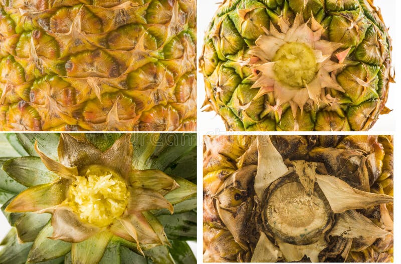 Four Textures of Different Types of Ananas Peel - Top, Bottom and Side ...