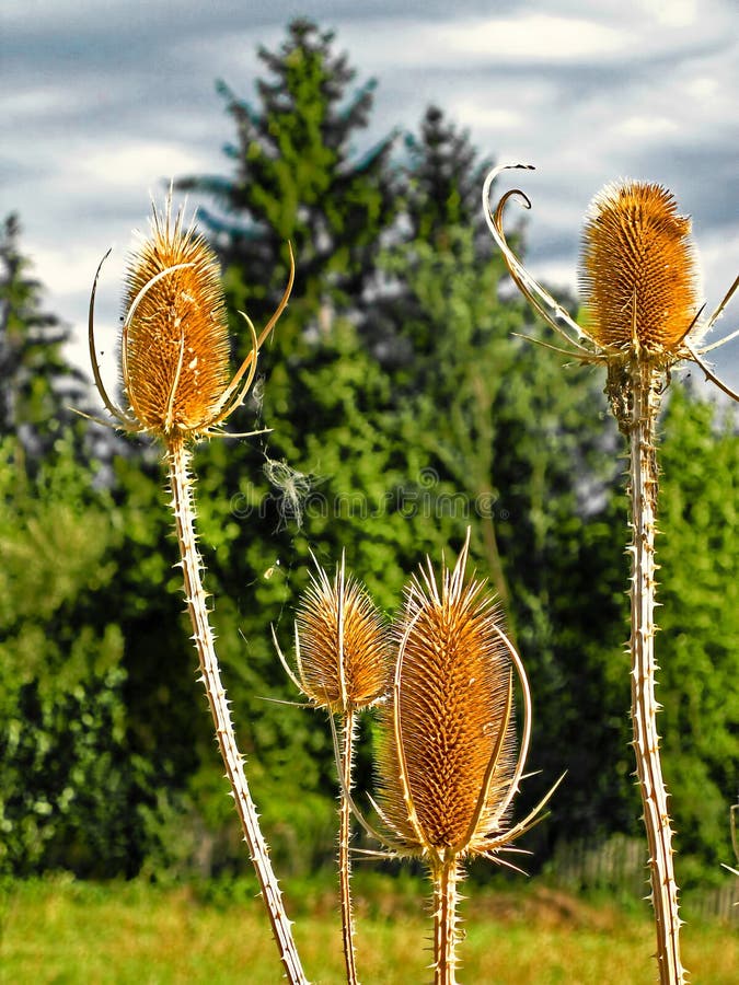 Four thistle pods stock photo. Image of spear, head, wildflower - 99320968