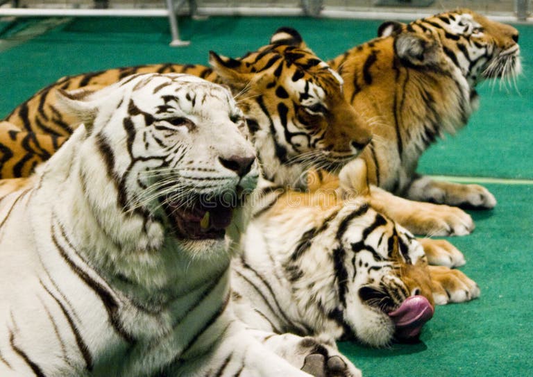 Four Tigers stock image. Image of four, africa, cage - 77937987