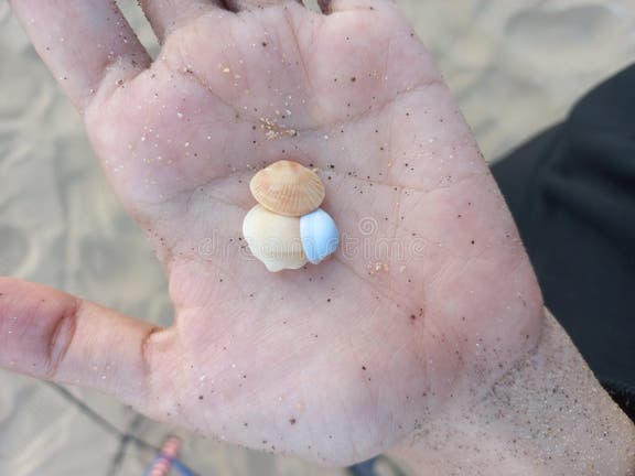 Four Tiny Little Seashells on the Hand Stock Image - Image of four ...
