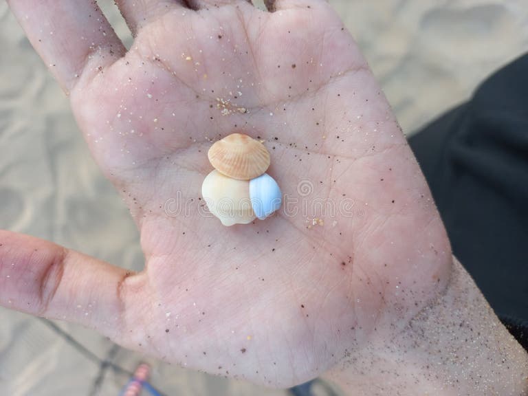 Four Tiny Little Seashells on the Hand Stock Image - Image of four ...