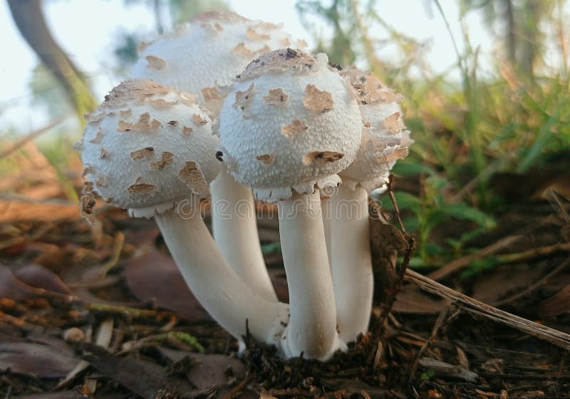 Four Toad Stool Captured by My Phone. Stock Photo - Image of phone ...