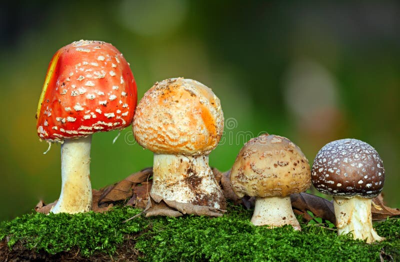 Four toadstools stock image. Image of acid, amanita, delirium - 15825583
