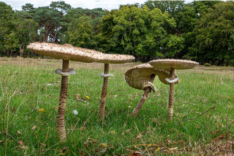 Four Toad Stools in a Meadow Stock Image - Image of biology, dangerous ...