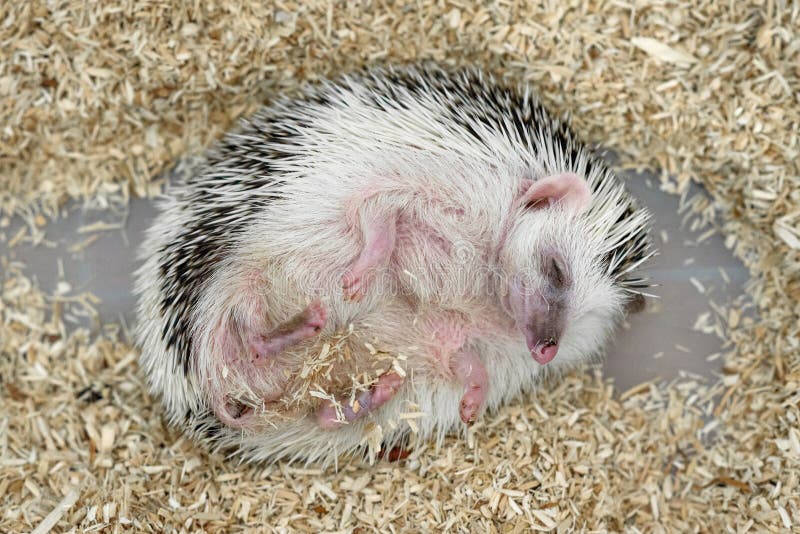 The Four-toed Hedgehog, Also Known As the African Pygmy Hedgehog Lying ...