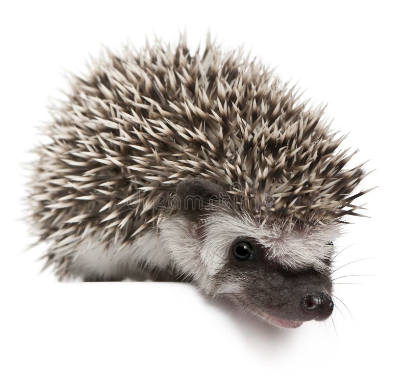 Four-toed Hedgehog, Atelerix Albiventris Stock Image - Image of ...