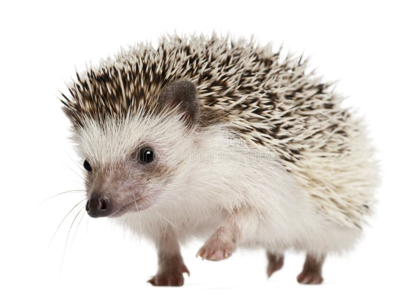 Four-toed Hedgehog, Atelerix Albiventris Royalty Free Stock Image ...