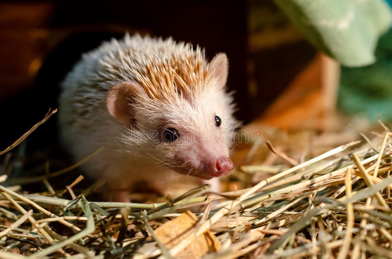Four-toed salamander stock image. Image of four, lungless - 30802959