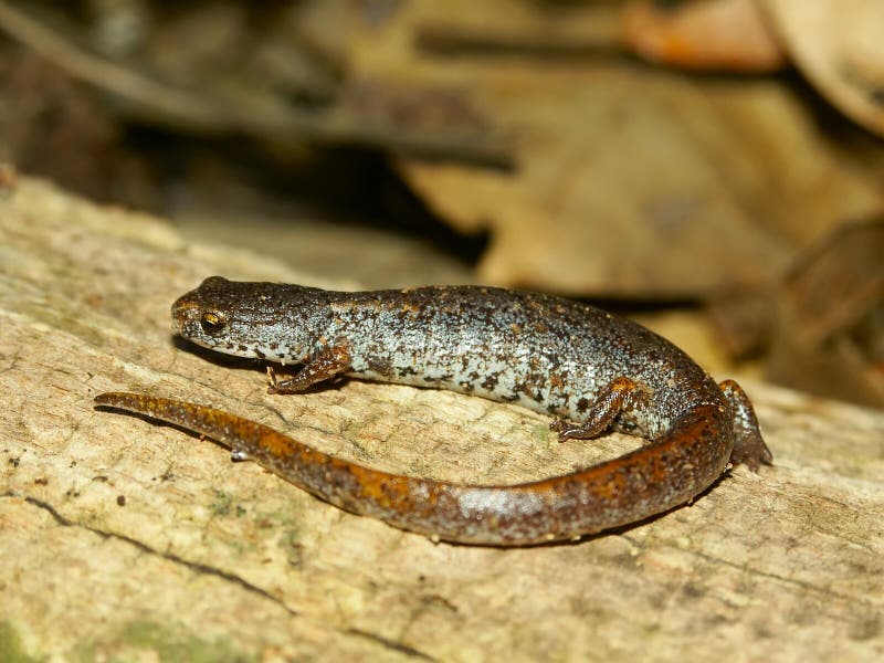 Four-toed Salamander (Hemidactylium Scutatum) Stock Image - Image of ...