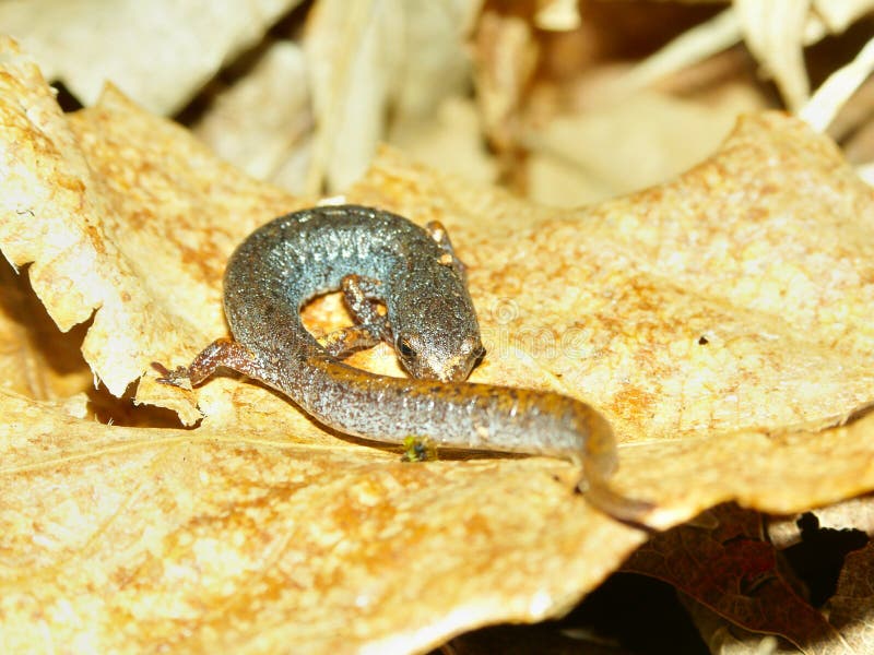 Four-toed Salamander (Hemidactylium Scutatum) Stock Image - Image of ...