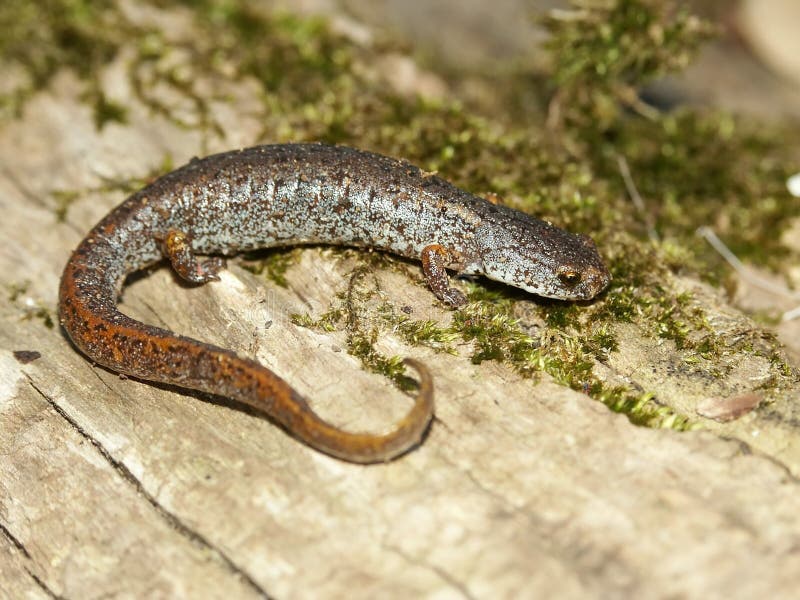 Four-toed Salamander (Hemidactylium Scutatum) Stock Photo - Image of ...