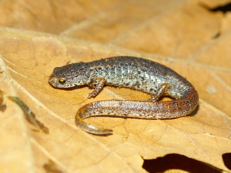 Four-toed Salamander (Hemidactylium Scutatum) Stock Image - Image of ...