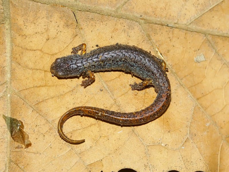 Four-toed Salamander in Illinois Stock Photo - Image of environment ...