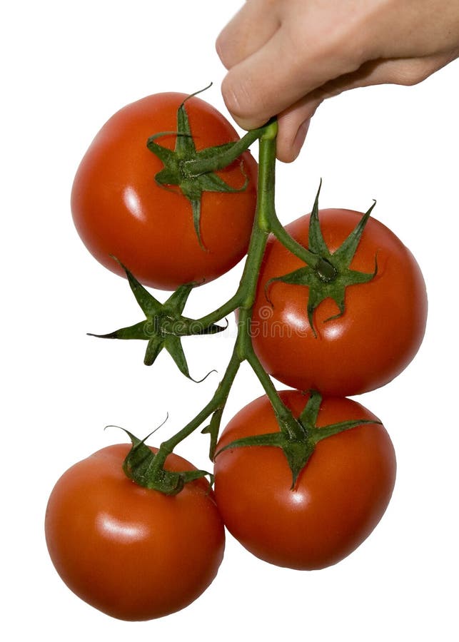 Four Tomato stock photo. Image of fresh, ripe, tomato - 15820774