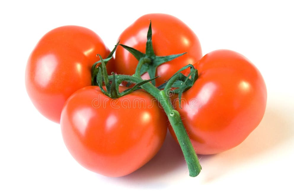Four tomatoes stock photo. Image of product, paprica, natural - 4840648