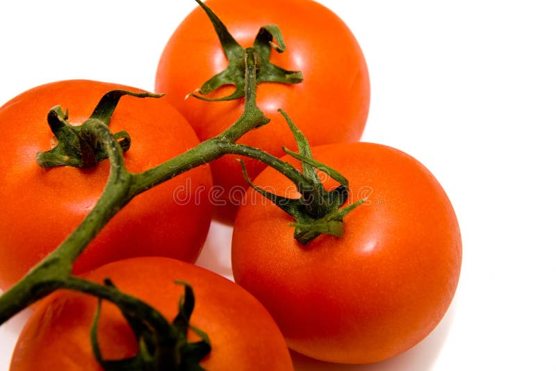 Four Tomatoes on Vine stock photo. Image of nutrition - 7467640