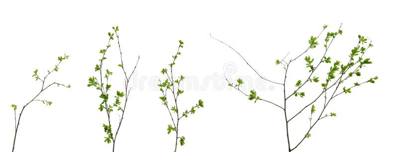 Four Tree Branches with Many Little Young Leaves on White Background ...