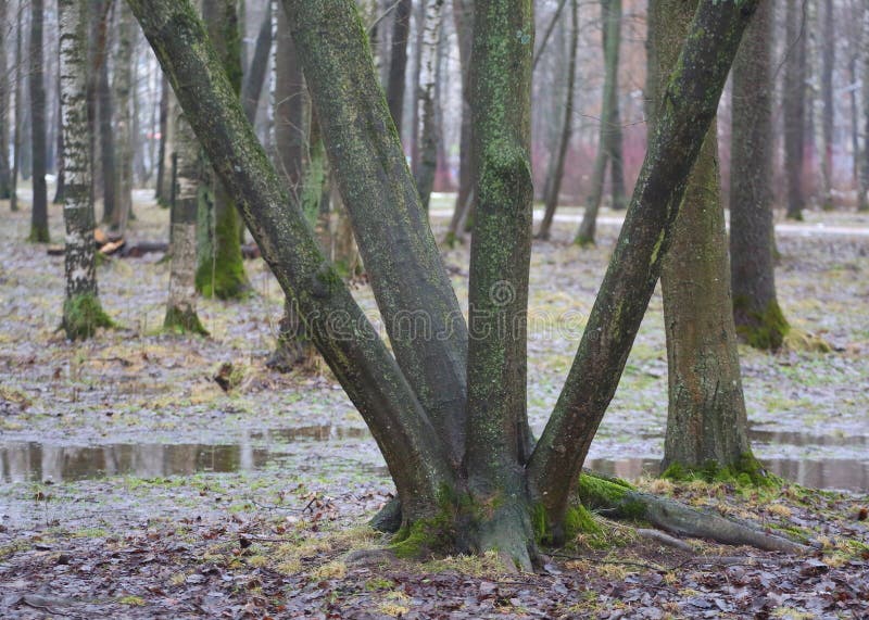 Four Tree Trunks Grow from the Same Roots Stock Image - Image of ...