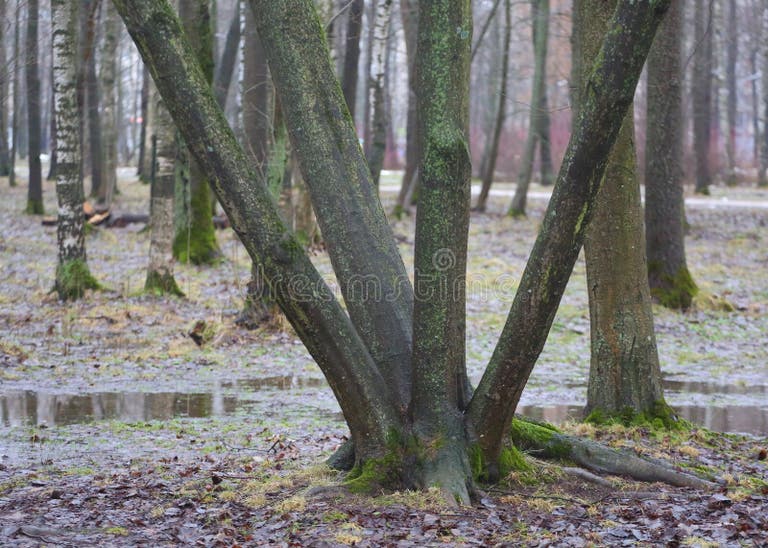 Four Tree Trunks Grow from the Same Roots Stock Image - Image of ...