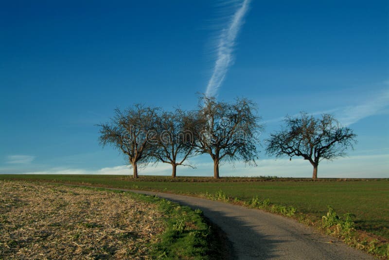 Four oak trees isolated stock photo. Image of green, difference - 6607786