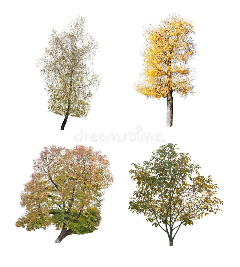 Four trees stock photo. Image of branch, background, large - 47176868