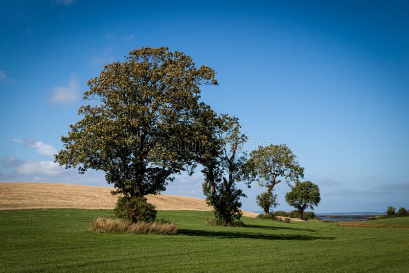Four oak trees isolated stock photo. Image of green, difference - 6607786
