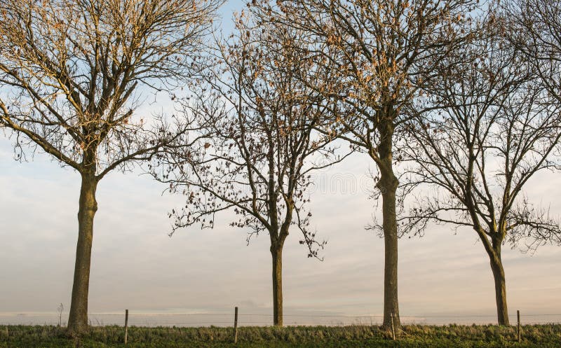 Four trees in a row stock image. Image of outdoors, fence - 36178085