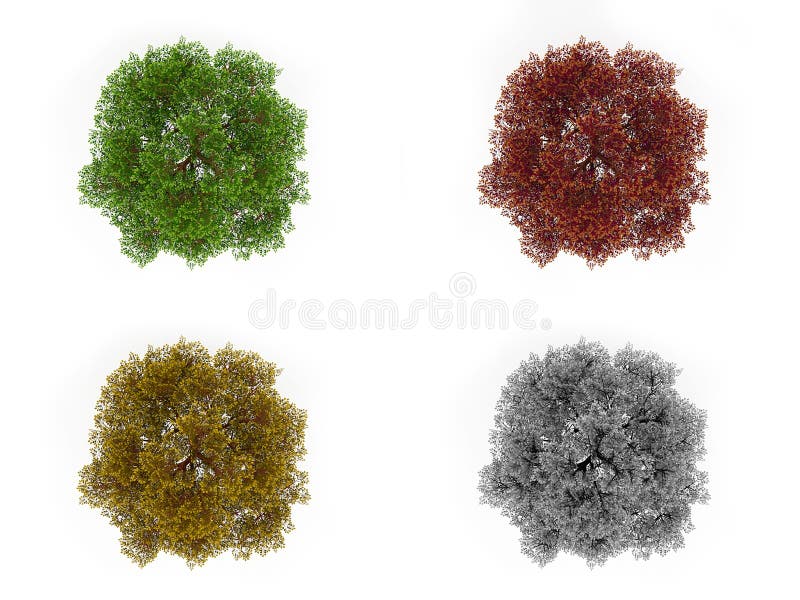 Four Trees on Top Isolated on White Stock Illustration - Illustration ...