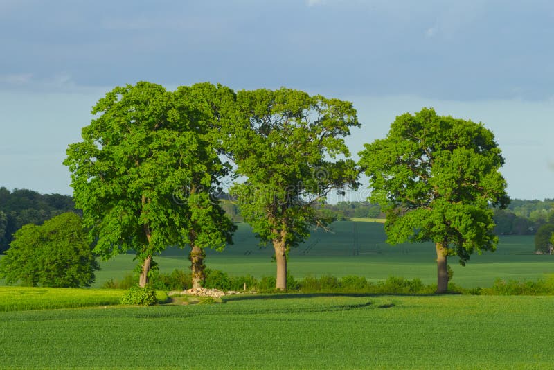 Four trees, four brothers stock photo. Image of trees - 155041644