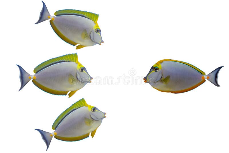 Four Tropical Fishes Isolated Stock Photo - Image of saltwater ...