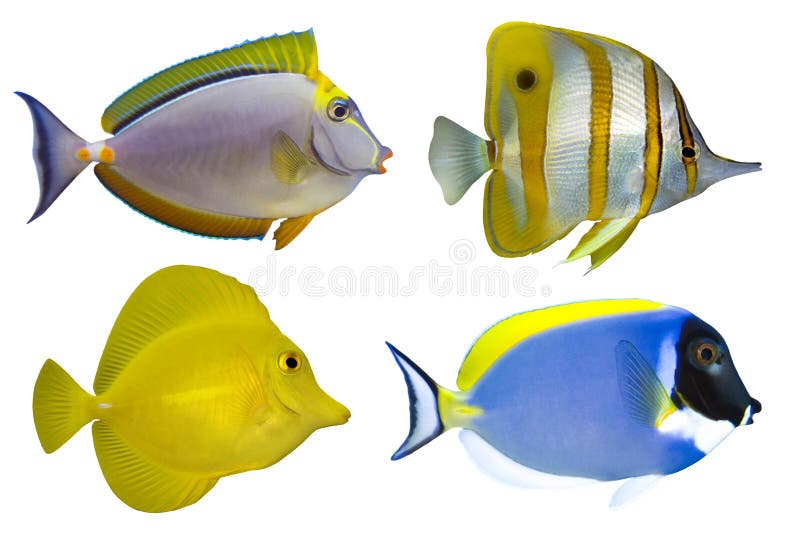 Four Tropical Fishes Isolated Stock Photo - Image of nature, chelmon ...