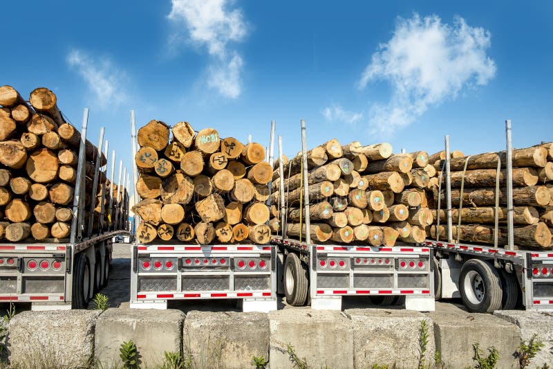 Four Trucks Transporting Logs Stock Photo - Image of transportation ...