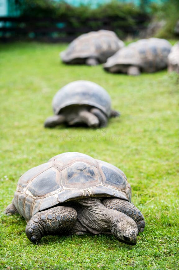 Four turtles stock photo. Image of close, greens, fauna - 62978320